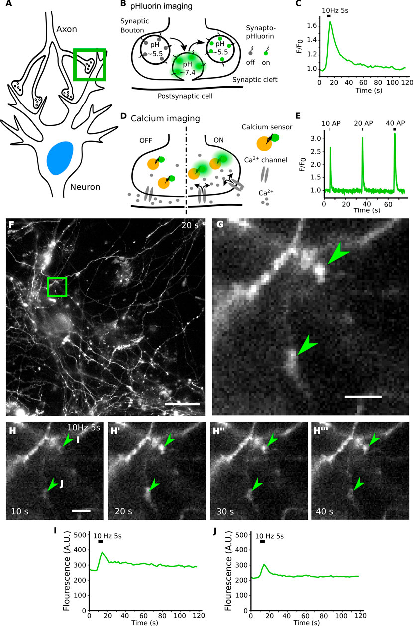 Frontiers | SynActJ: Easy-to-Use Automated Analysis of Synaptic Activity