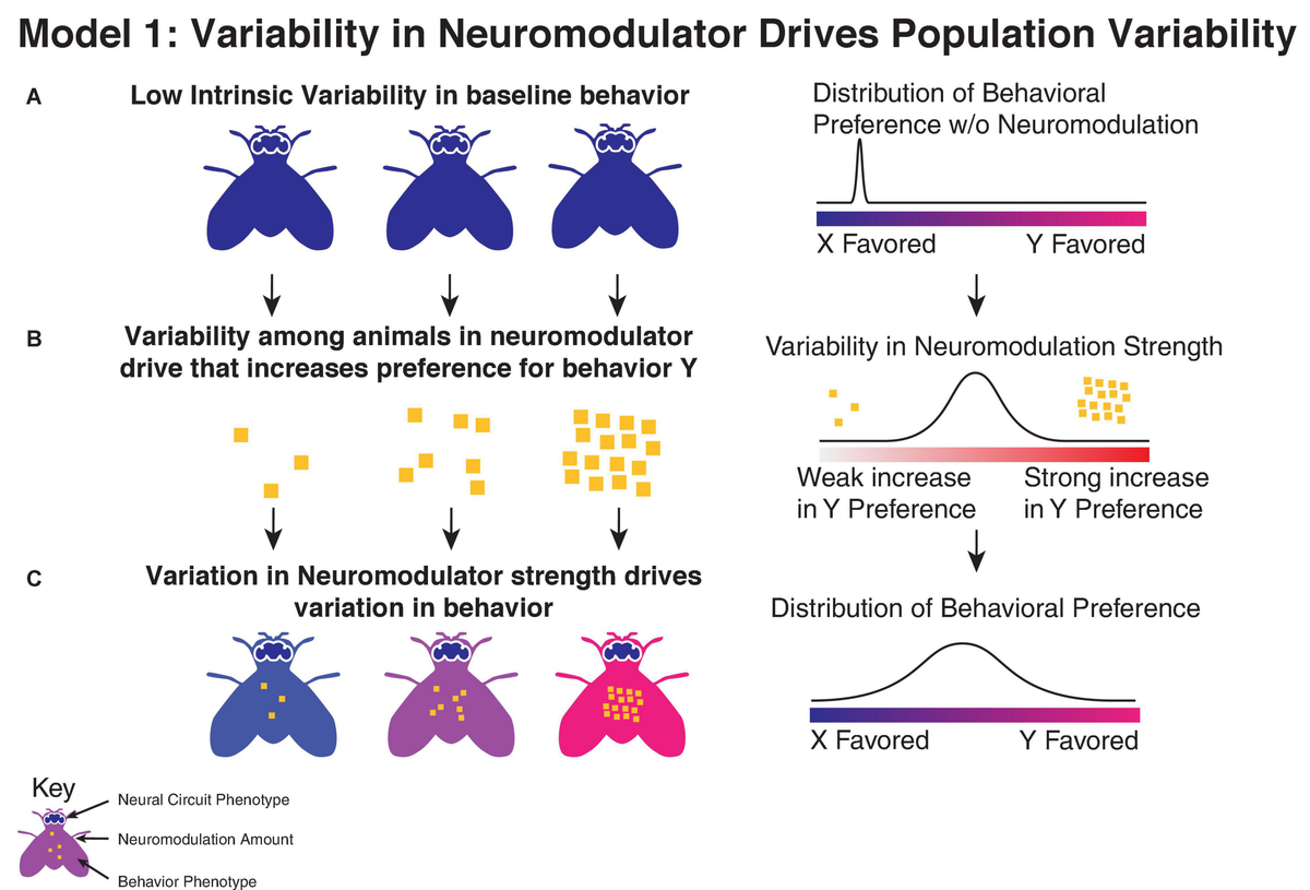 Frontiers | Neuromodulation and Individuality