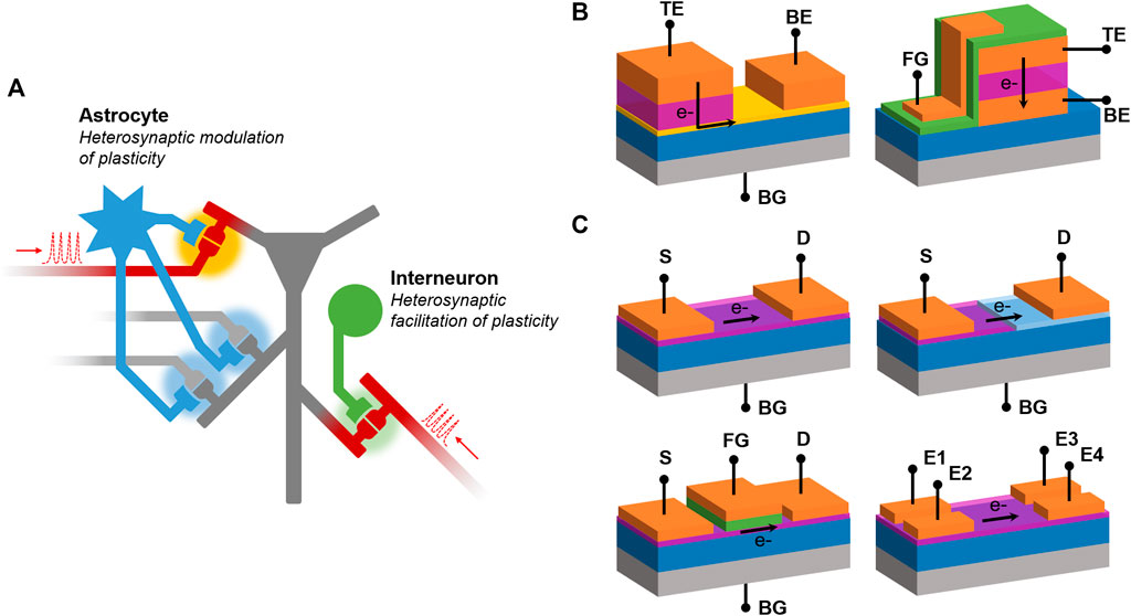 Frontiers | Multi-Terminal Memristive Devices Enabling Tunable Synaptic Plasticity in ...