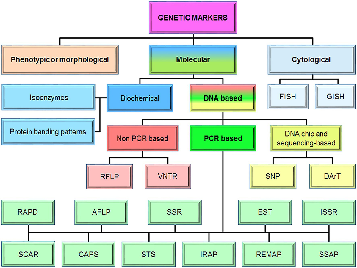 Frontiers | Genetic Diversity, QTL Mapping, and Marker-Assisted ...