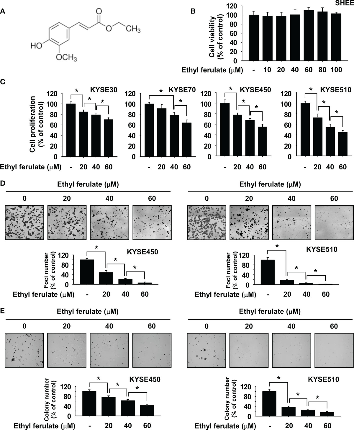 Frontiers | Ethyl Ferulate Suppresses Esophageal Squamous Cell ...