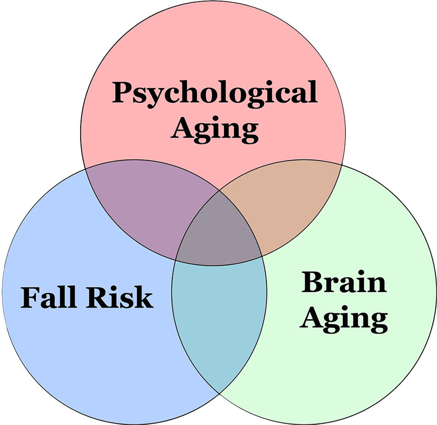 Frontiers | Neuropsychological mechanisms of falls in older adults