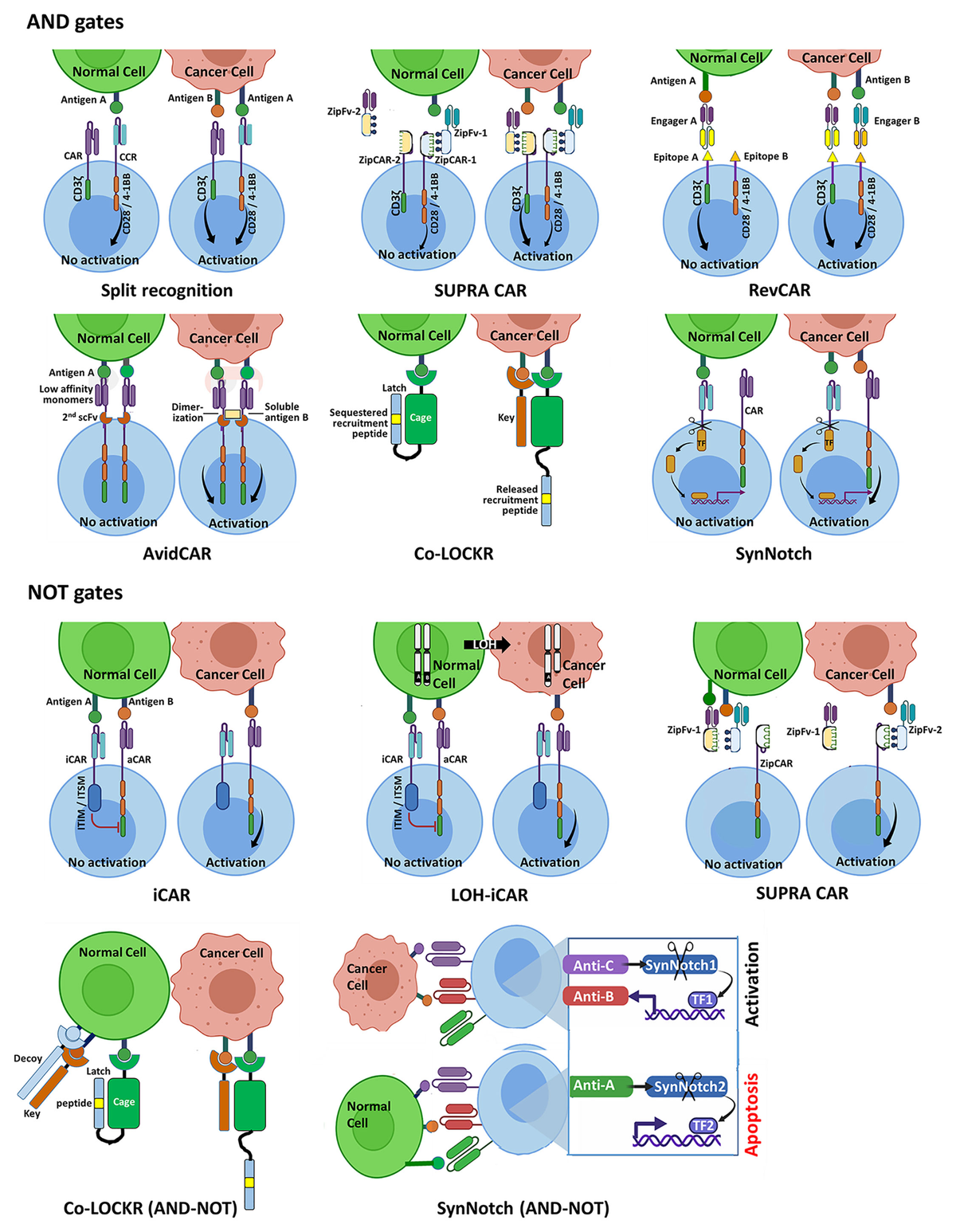 Frontiers | Implementing Logic Gates for Safer Immunotherapy of Cancer