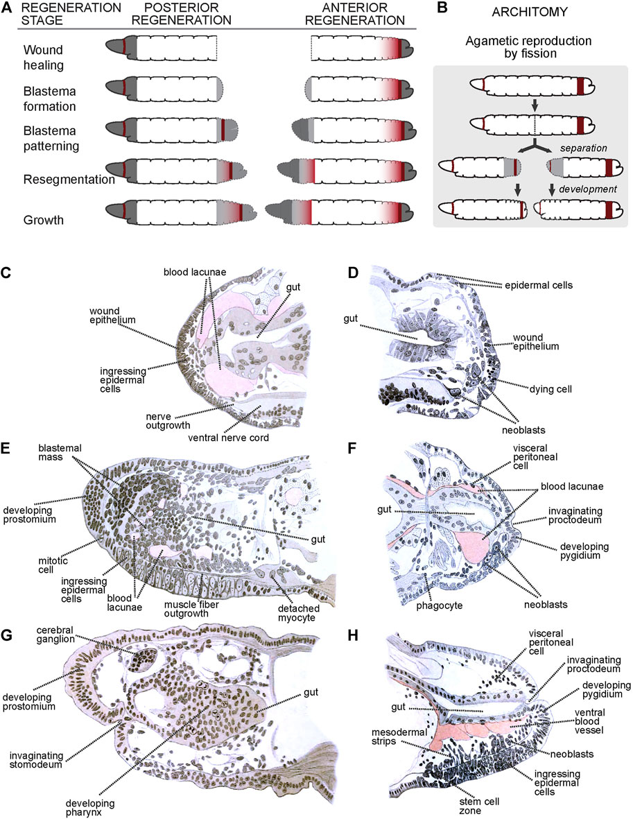 Frontiers | It Cuts Both Ways: An Annelid Model System for the Study of ...