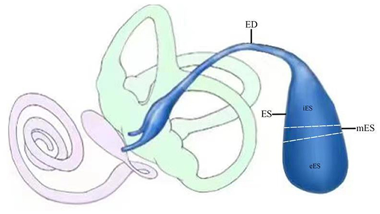 Frontiers | Up-Regulated Expression of Interferon-Gamma, Interleukin-6 ...