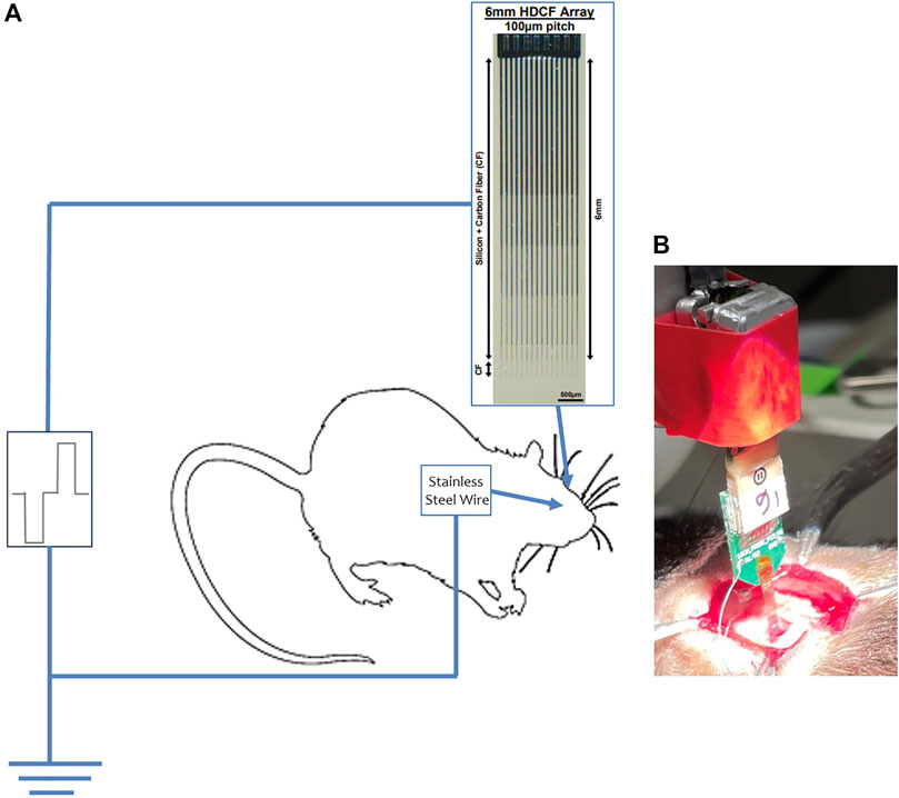 Frontiers | Electrodeposited Platinum Iridium Enables Microstimulation ...