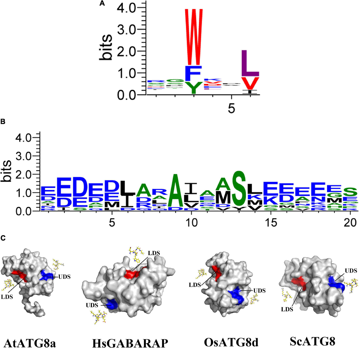 Frontiers | ATG8-Interacting Motif: Evolution and Function in Selective ...