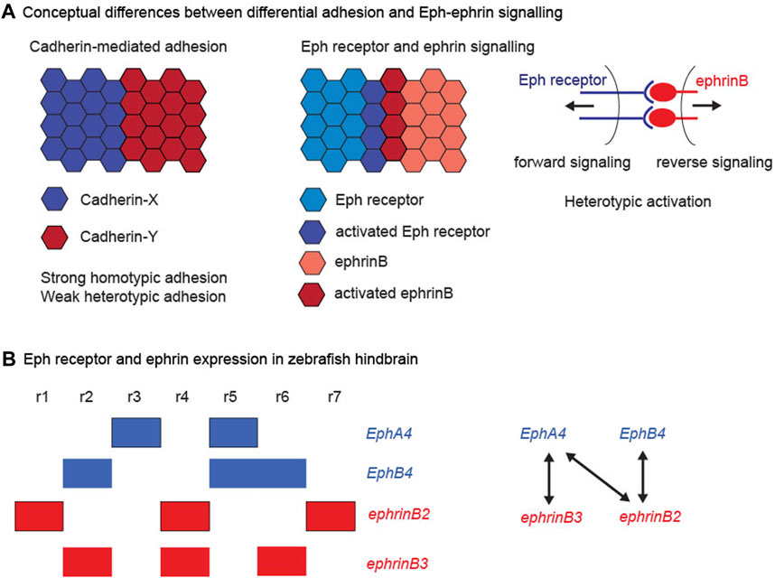 Frontiers | Interplay of Eph-Ephrin Signalling and Cadherin Function in ...