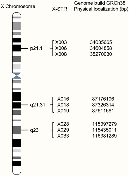 Frontiers | Identification and Characterization of Nine Novel X ...