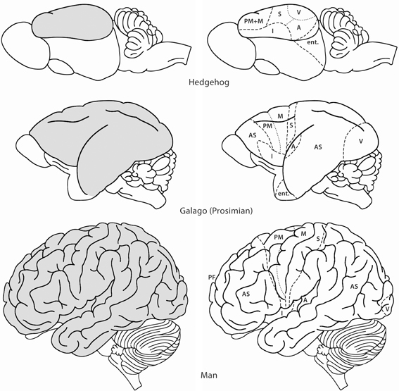 Frontiers | Evolution of the human brain: when bigger is better