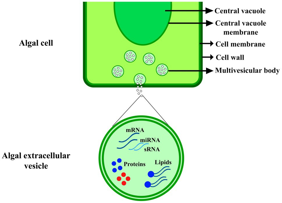 Frontiers | Algal Cells-Derived Extracellular Vesicles: A Review With ...