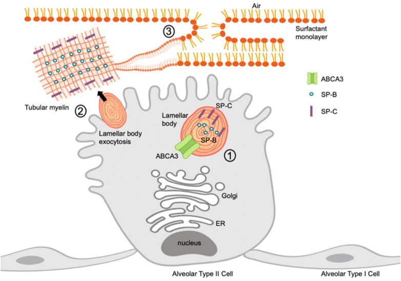 Frontiers | Gene Therapy Potential for Genetic Disorders of Surfactant ...