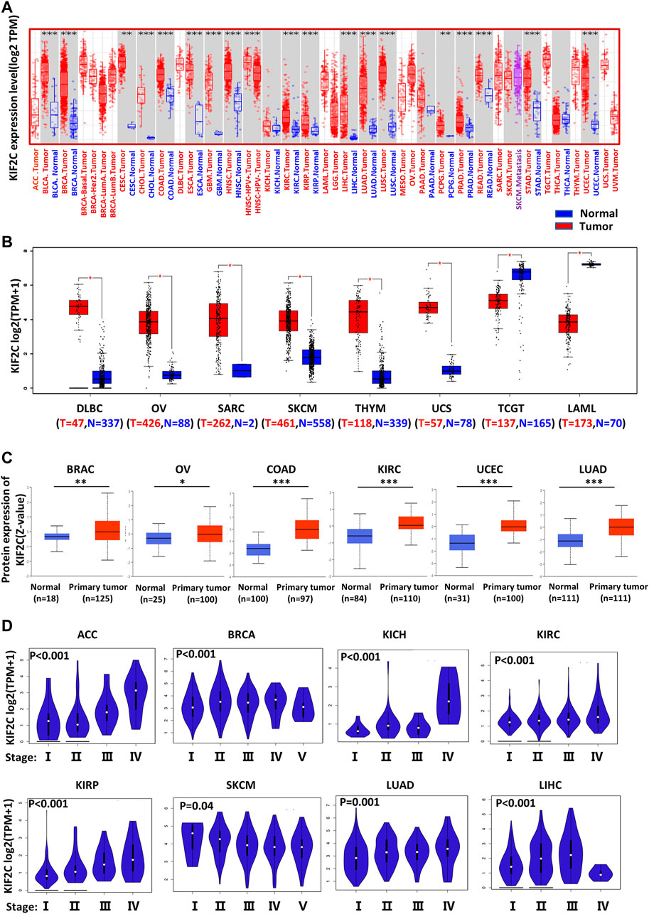 Frontiers | Characterization of Kinesin Family Member 2C as a Proto ...