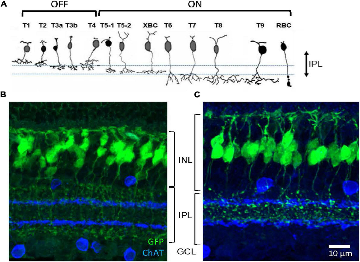 Frontiers | Asymmetric Distributions of Achromatic Bipolar Cells in the ...