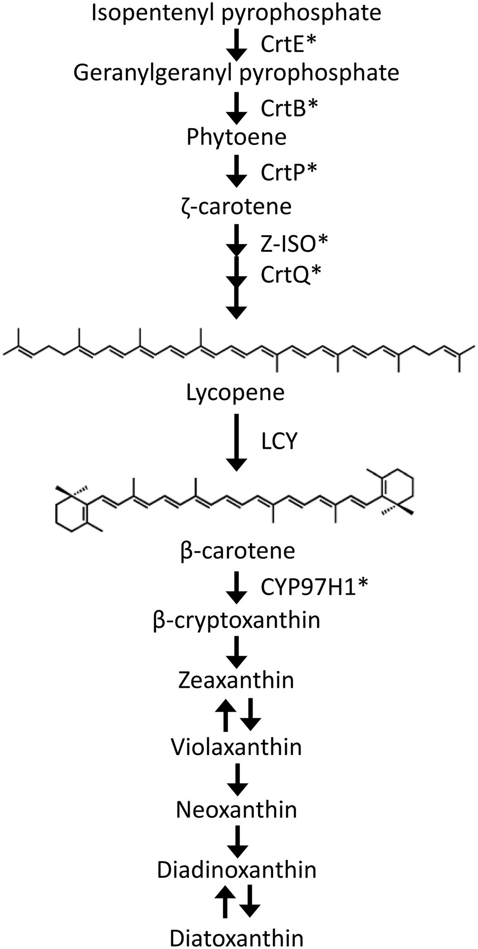 Frontiers | Suppression of the Lycopene Cyclase Gene Causes ...