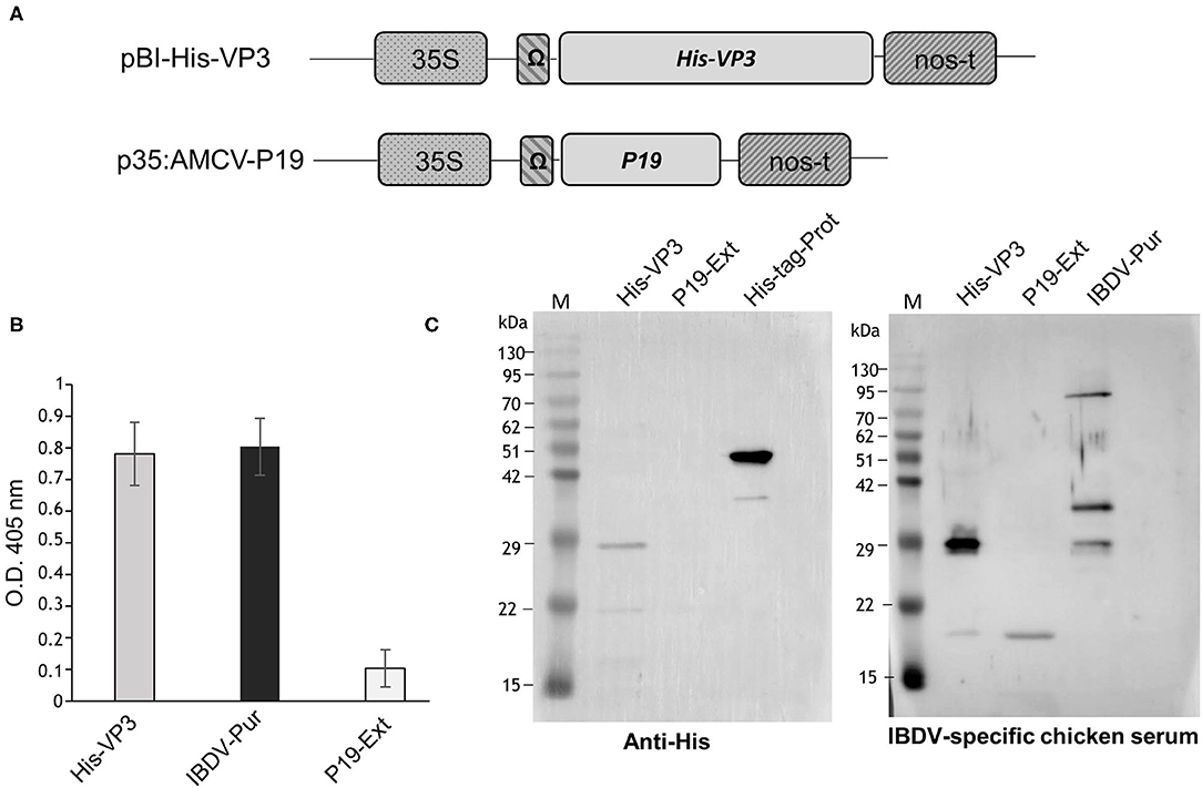 Frontiers | Development of a Novel Assay Based on Plant-Produced ...