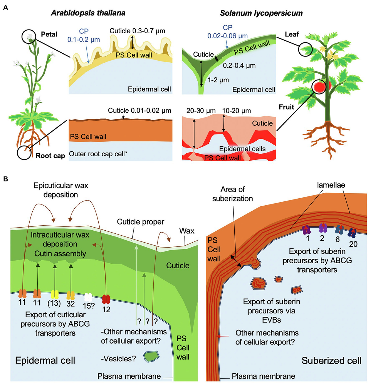 Frontiers | Trafficking Processes and Secretion Pathways Underlying the ...