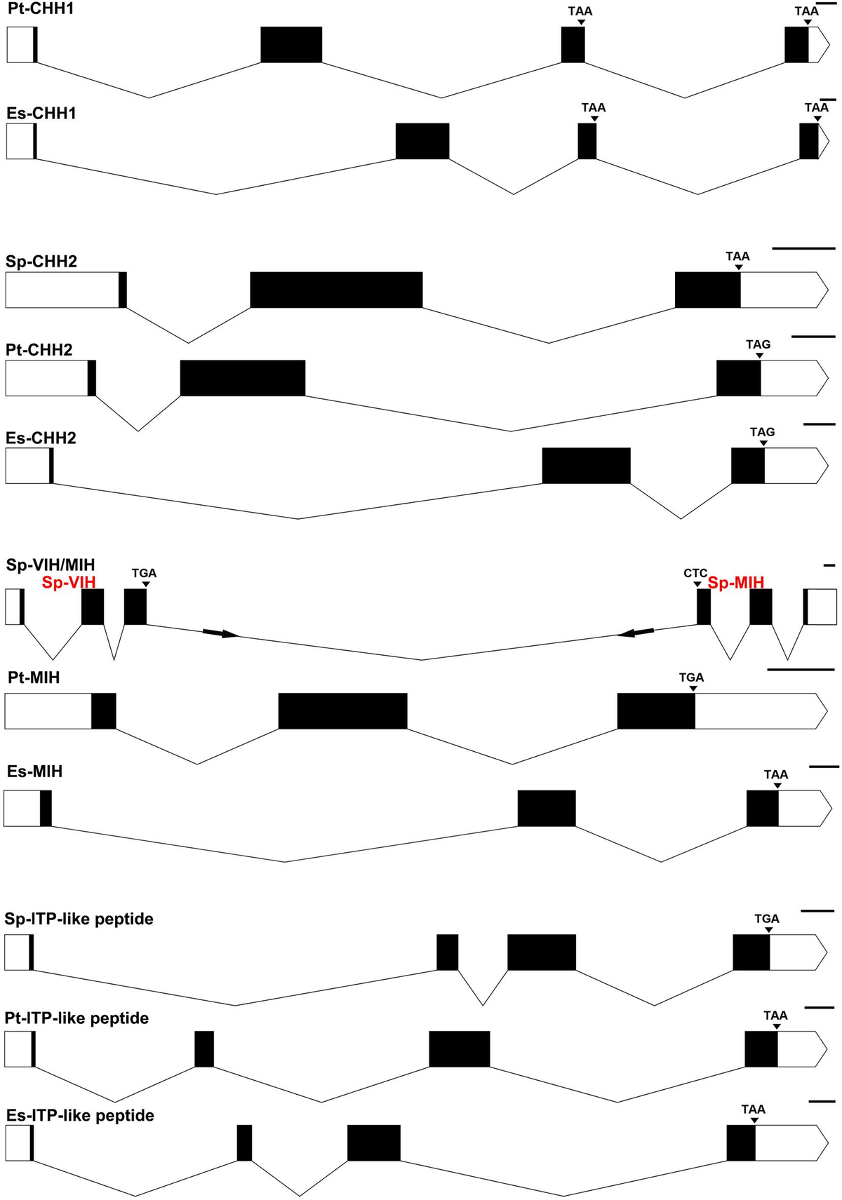 Frontiers Comparative Genomic And Transcriptomic Analyses Of Chhs And