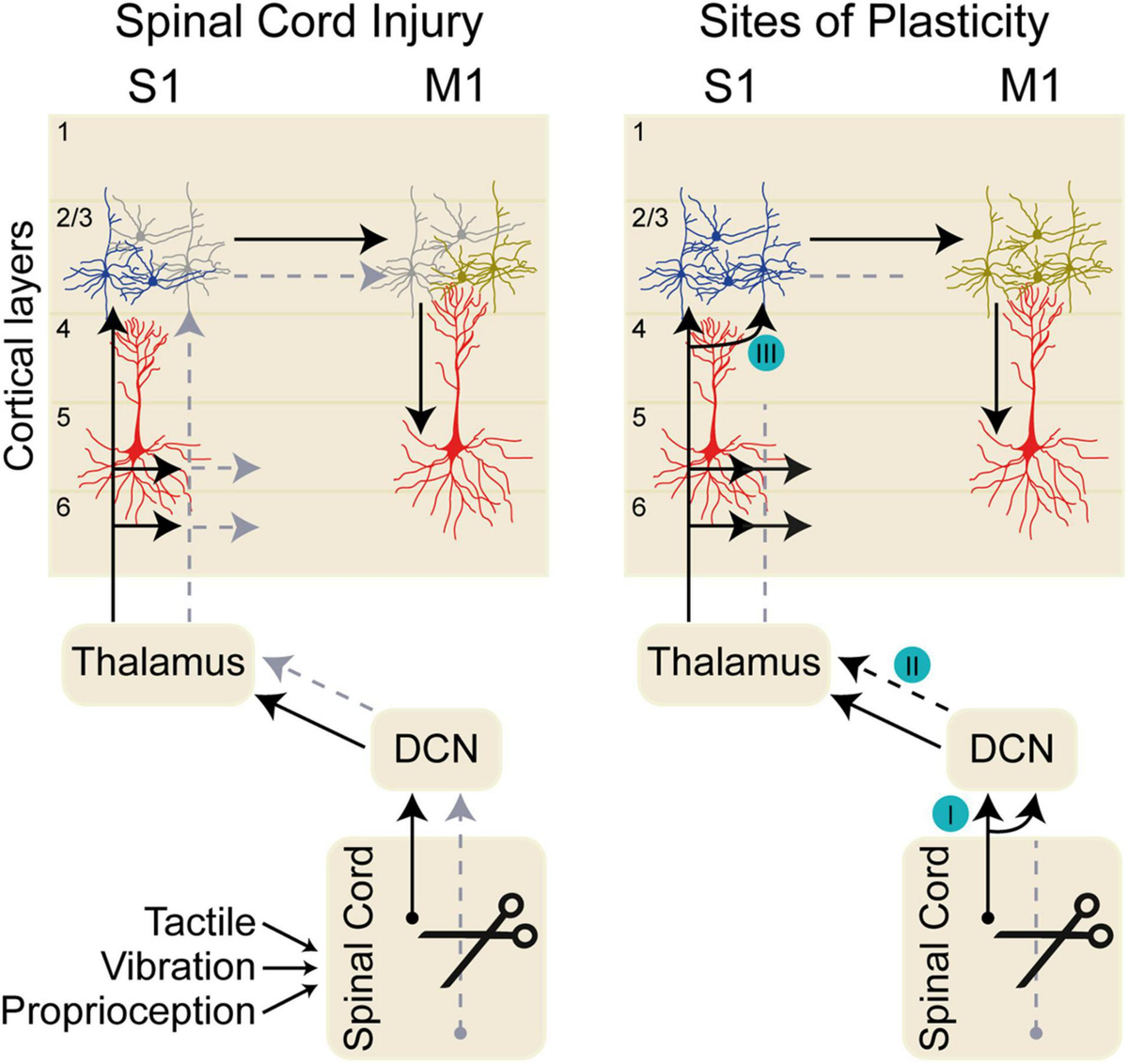 Frontiers | Sensory Circuit Remodeling and Movement Recovery After ...
