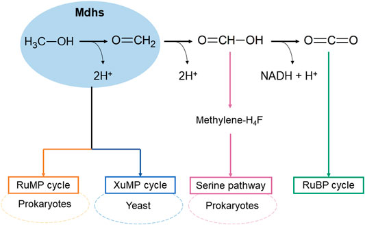 Frontiers | Methanol Dehydrogenases as a Key Biocatalysts for Synthetic ...