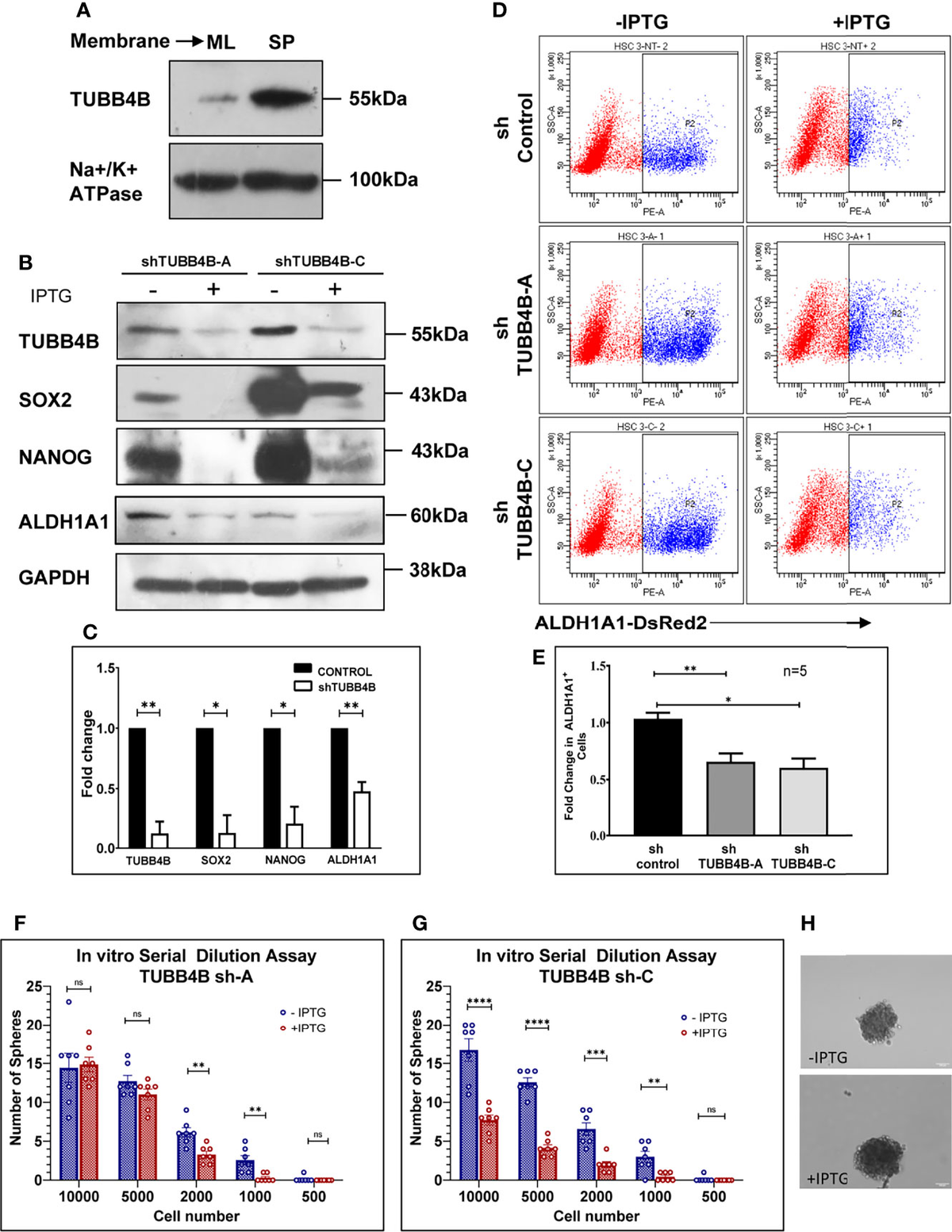 Frontiers | β-Tubulin Isotype, TUBB4B, Regulates The Maintenance of ...
