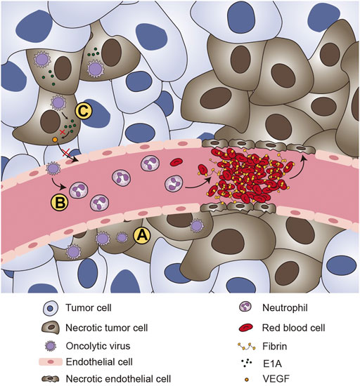 Frontiers | Oncolytic Virotherapy: From Bench to Bedside