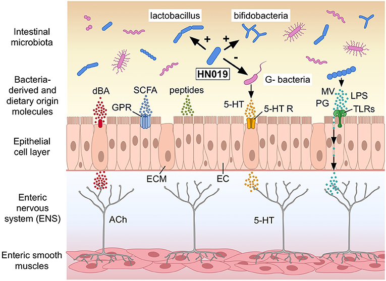Frontiers | Bifidobacterium animalis subsp. lactis HN019 Effects on Gut ...