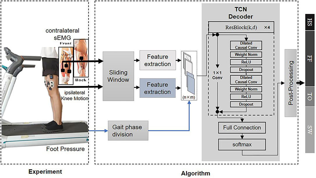 Frontiers | Design of a Bio-Inspired Gait Phase Decoder Based on ...