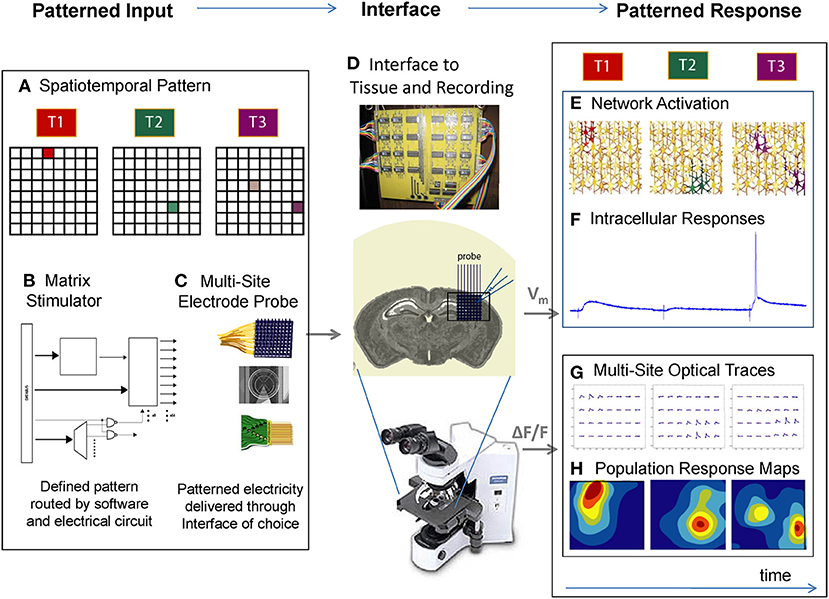 Frontiers | A Platform for Spatiotemporal “Matrix” Stimulation in Brain ...
