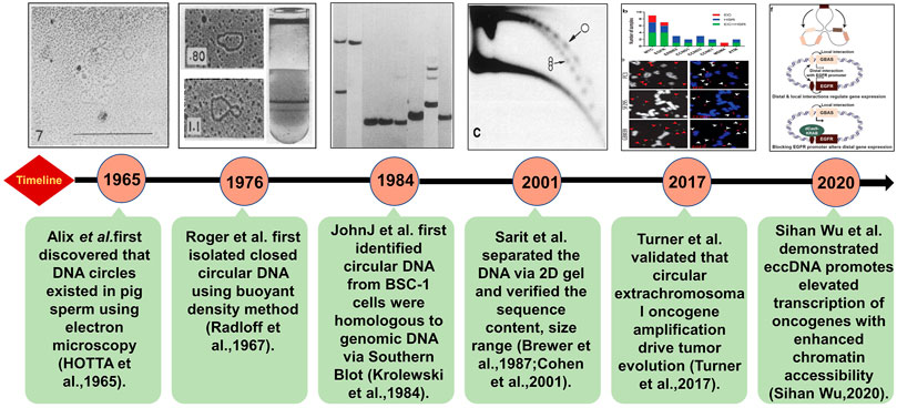 Frontiers | Extrachromosomal Circular DNA (eccDNA): From Chaos to Function
