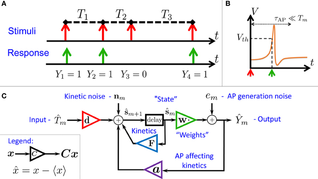Frontiers | The neuronal response at extended timescales: a linearized ...