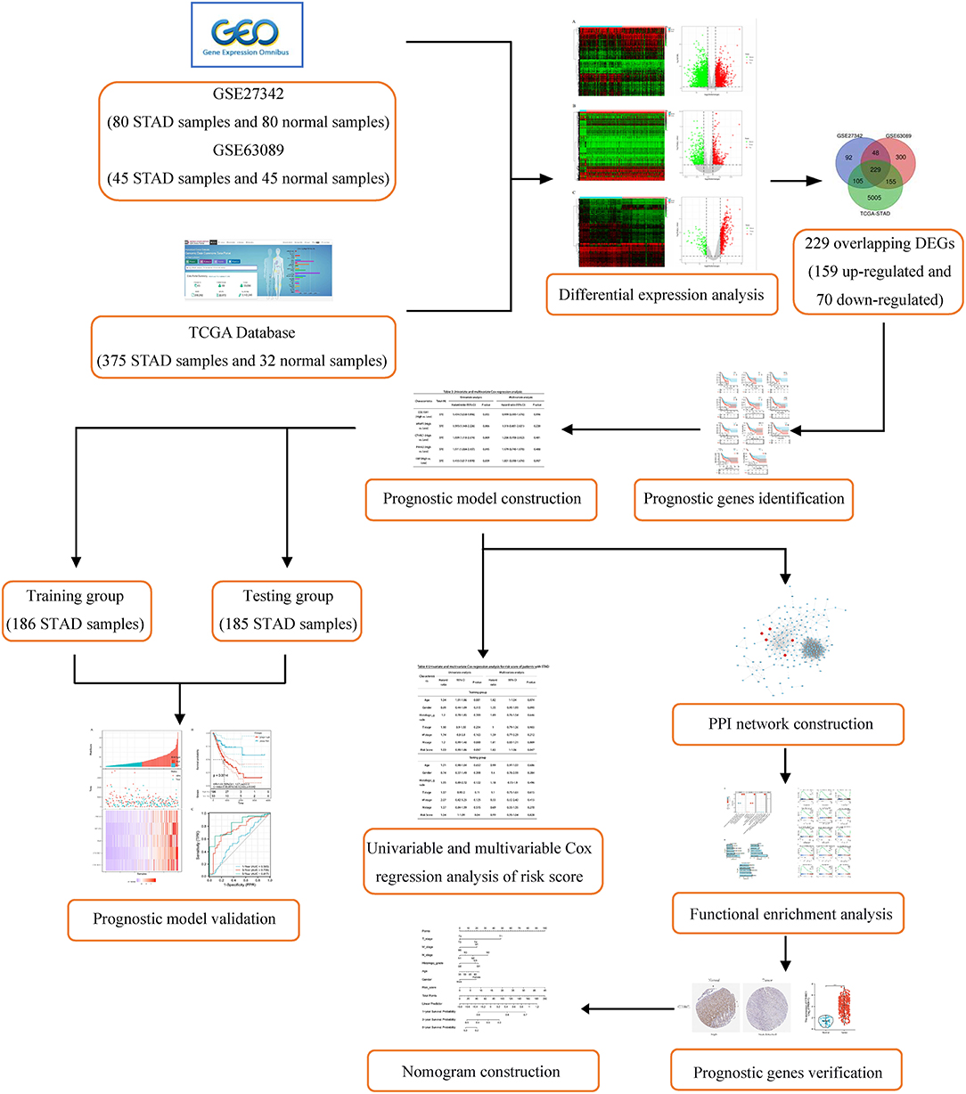 Frontiers | Development and Validation of a Novel Prognosis Prediction ...
