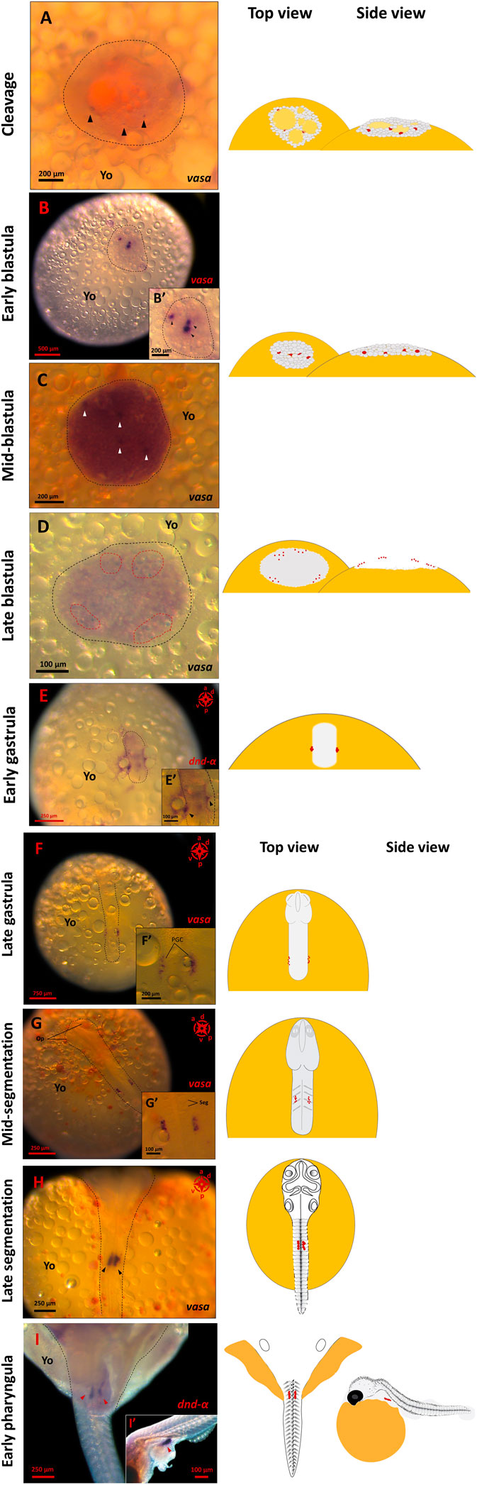 Frontiers | Primordial Germ Cell Development in the Poeciliid, Gambusia ...