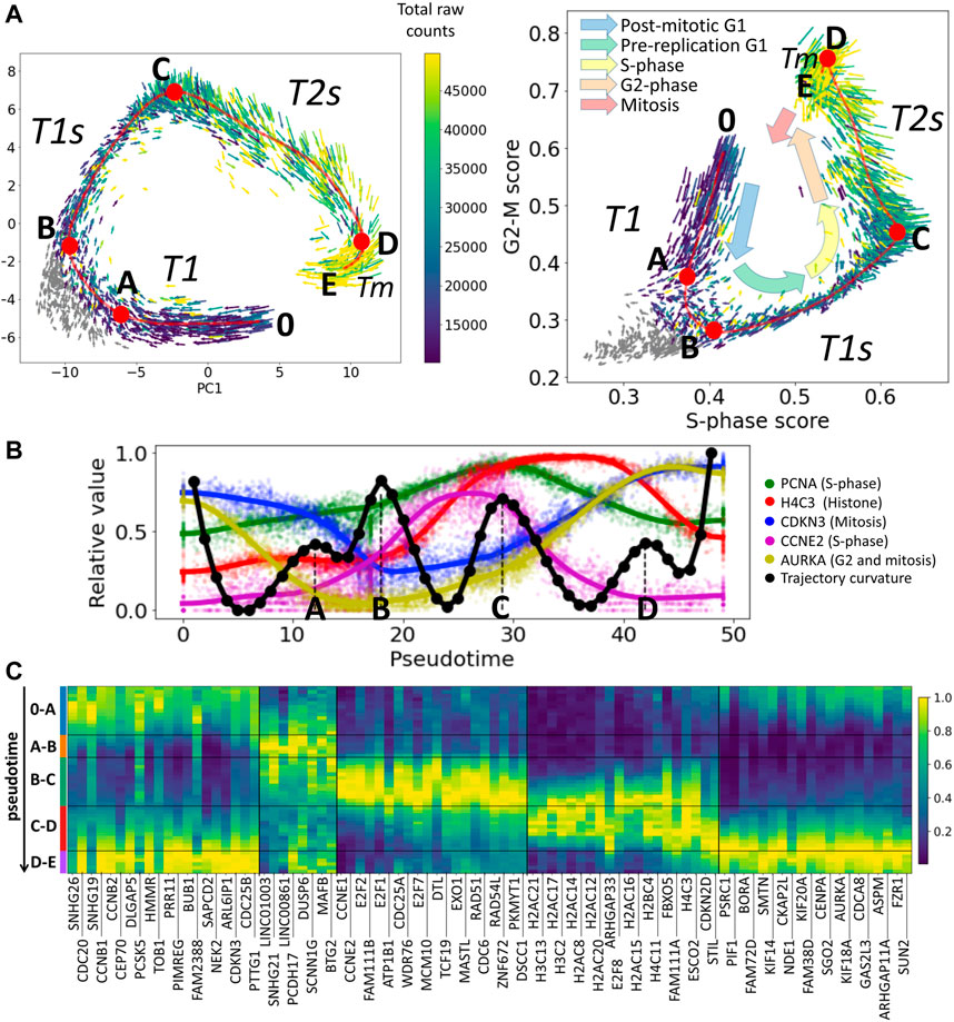 Frontiers | Modeling Progression of Single Cell Populations Through the ...