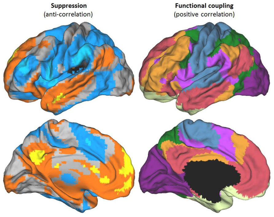 Frontiers | Antagonistic neural networks underlying differentiated ...