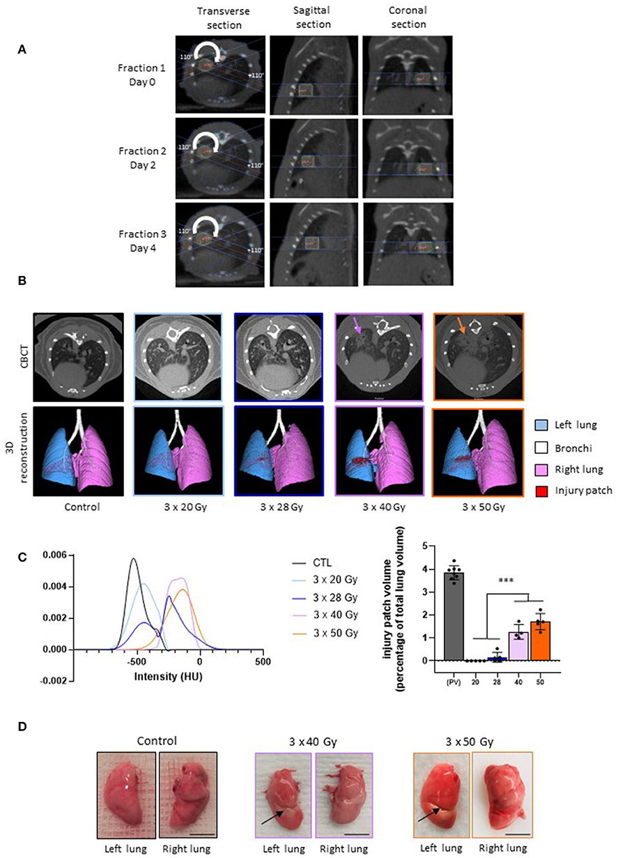 Frontiers | Preclinical Model of Stereotactic Ablative Lung Irradiation Using Arc Delivery in ...