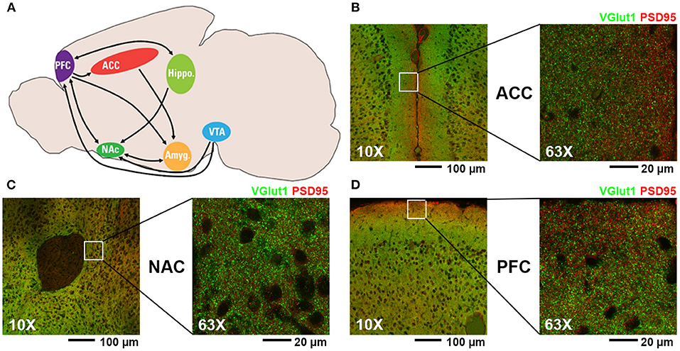 Frontiers | Alterations in Excitatory and Inhibitory Synaptic ...