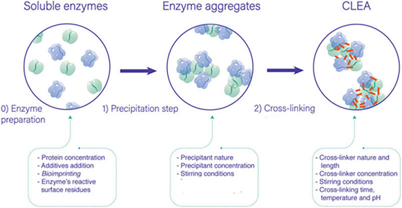 Frontiers | Cross-Linked Enzyme Aggregates and Their Application in ...