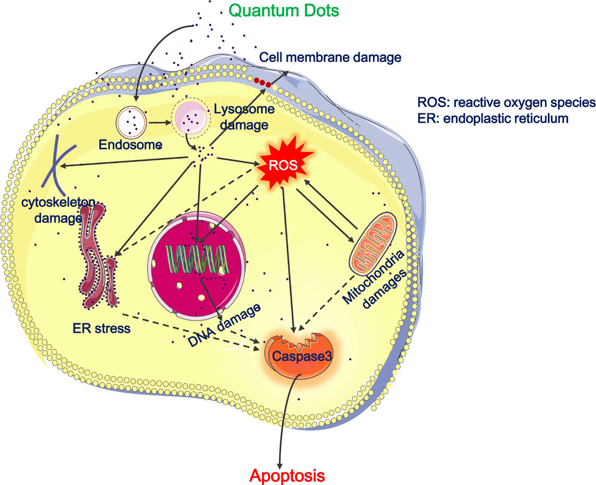 Frontiers | Applications and Immunological Effects of Quantum Dots on ...