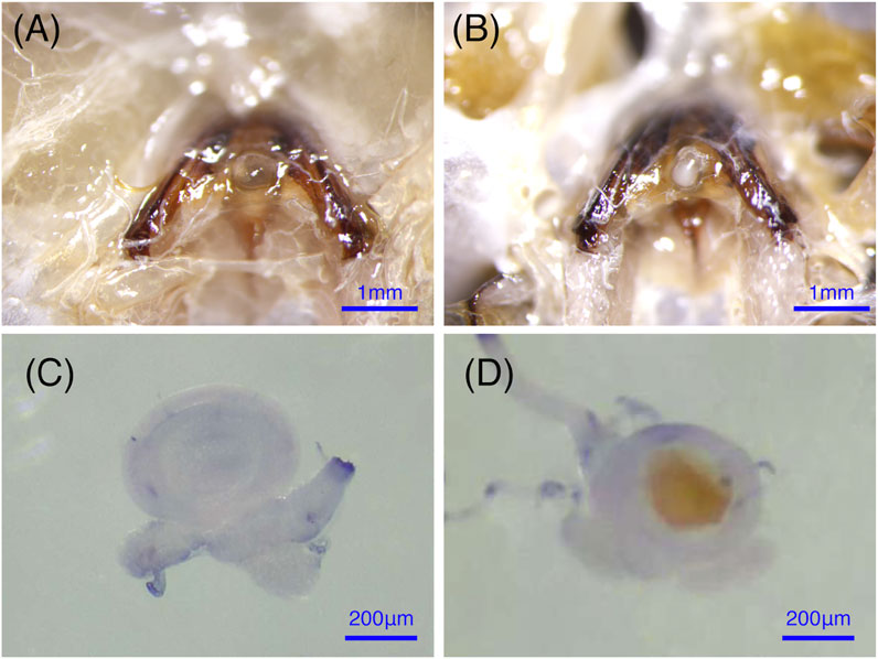 Frontiers | Mating Stimulates the Immune Response and Sperm Storage ...