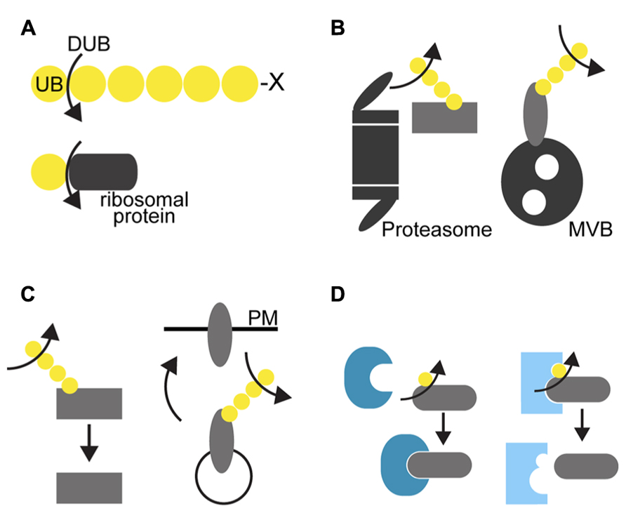 Frontiers | Deubiquitylating enzymes and their emerging role in plant ...