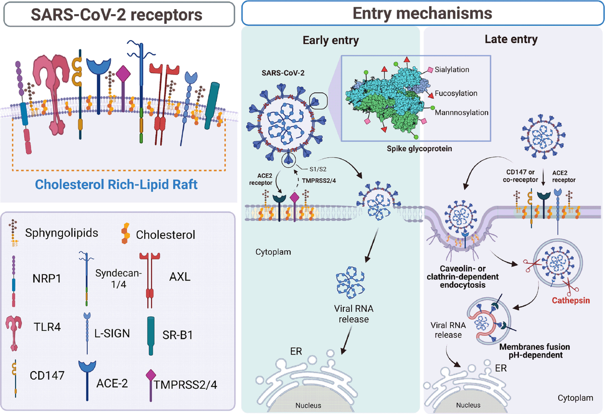 Frontiers | Cholesterol-Rich Lipid Rafts as Platforms for SARS-CoV-2 Entry