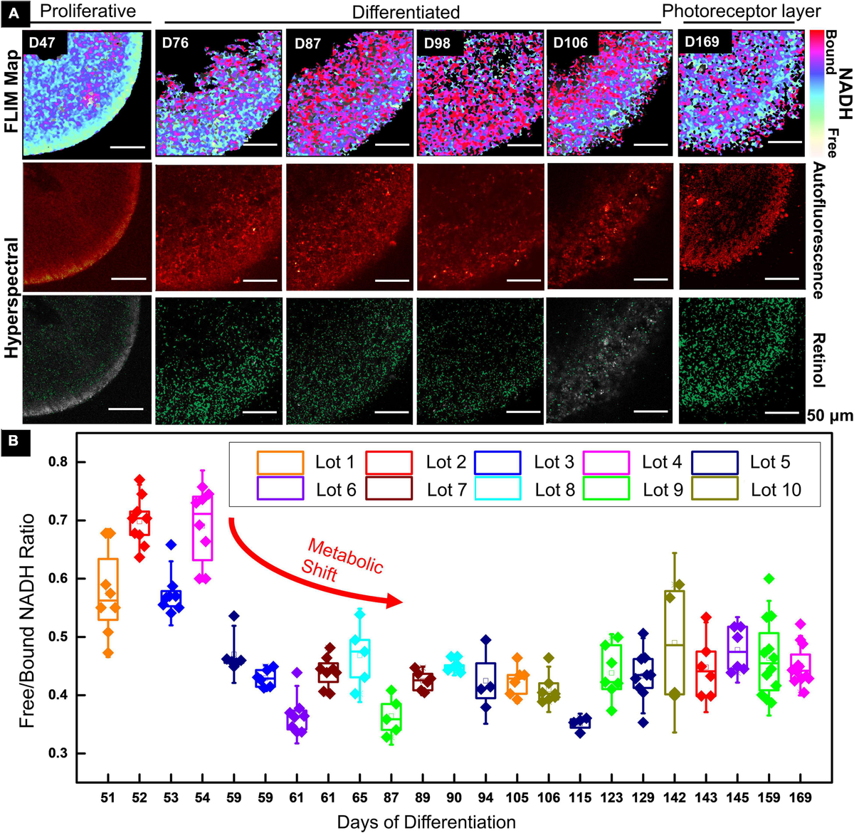 Frontiers | Retinal Organoids Long-Term Functional Characterization ...