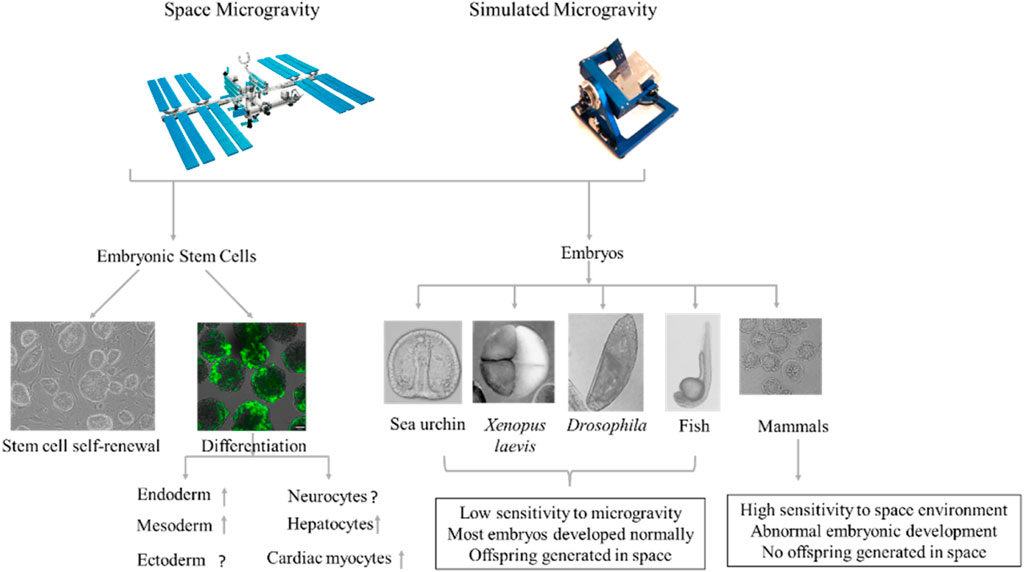 Frontiers | Effects of Microgravity on Early Embryonic Development and ...