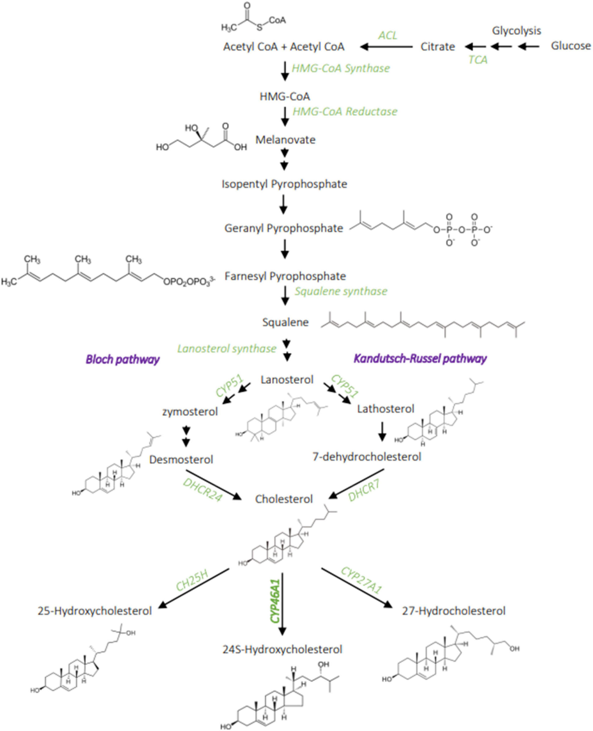 Frontiers | Altered Cholesterol Homeostasis in Huntington’s Disease