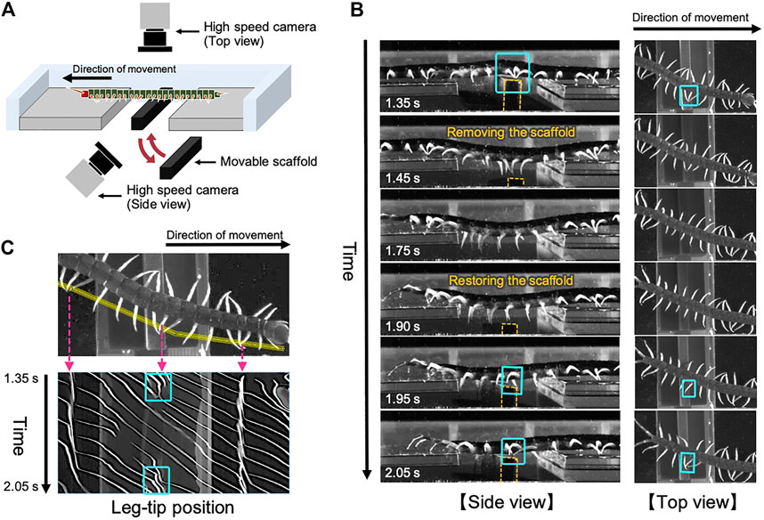 Frontiers | Adaptive Centipede Walking via Synergetic Coupling Between ...