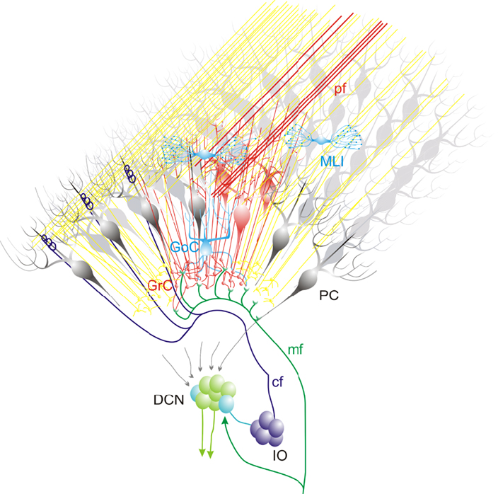 Frontiers | Rebuilding Cerebellar Network Computations from Cellular ...