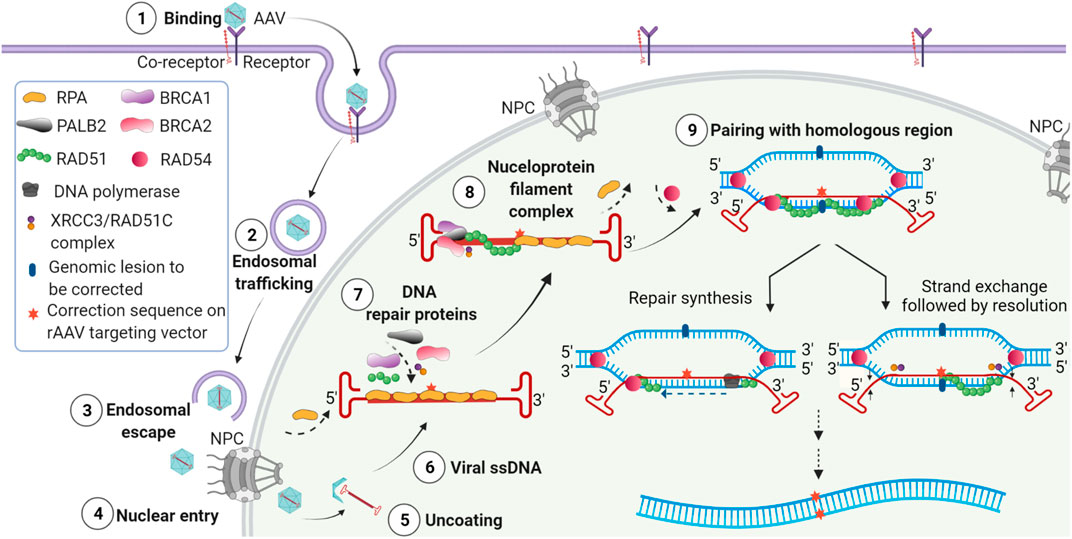 Frontiers | The Role of Recombinant AAV in Precise Genome Editing