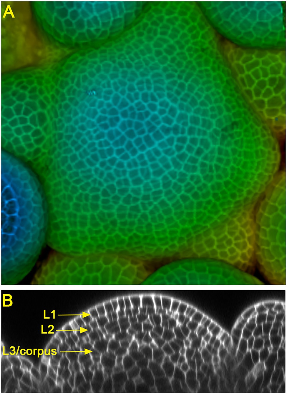 Frontiers | HAM Gene Family and Shoot Meristem Development
