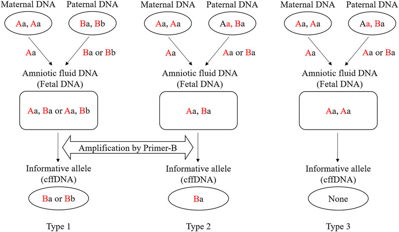 Frontiers | Set of 15 SNP-SNP Markers for Detection of Unbalanced ...
